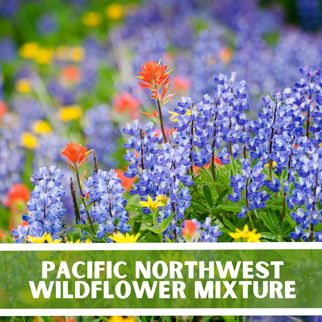 Pacific Northwest Wildflower Seed Mix: Non-gmo, Native, 200+ Seeds - Etsy