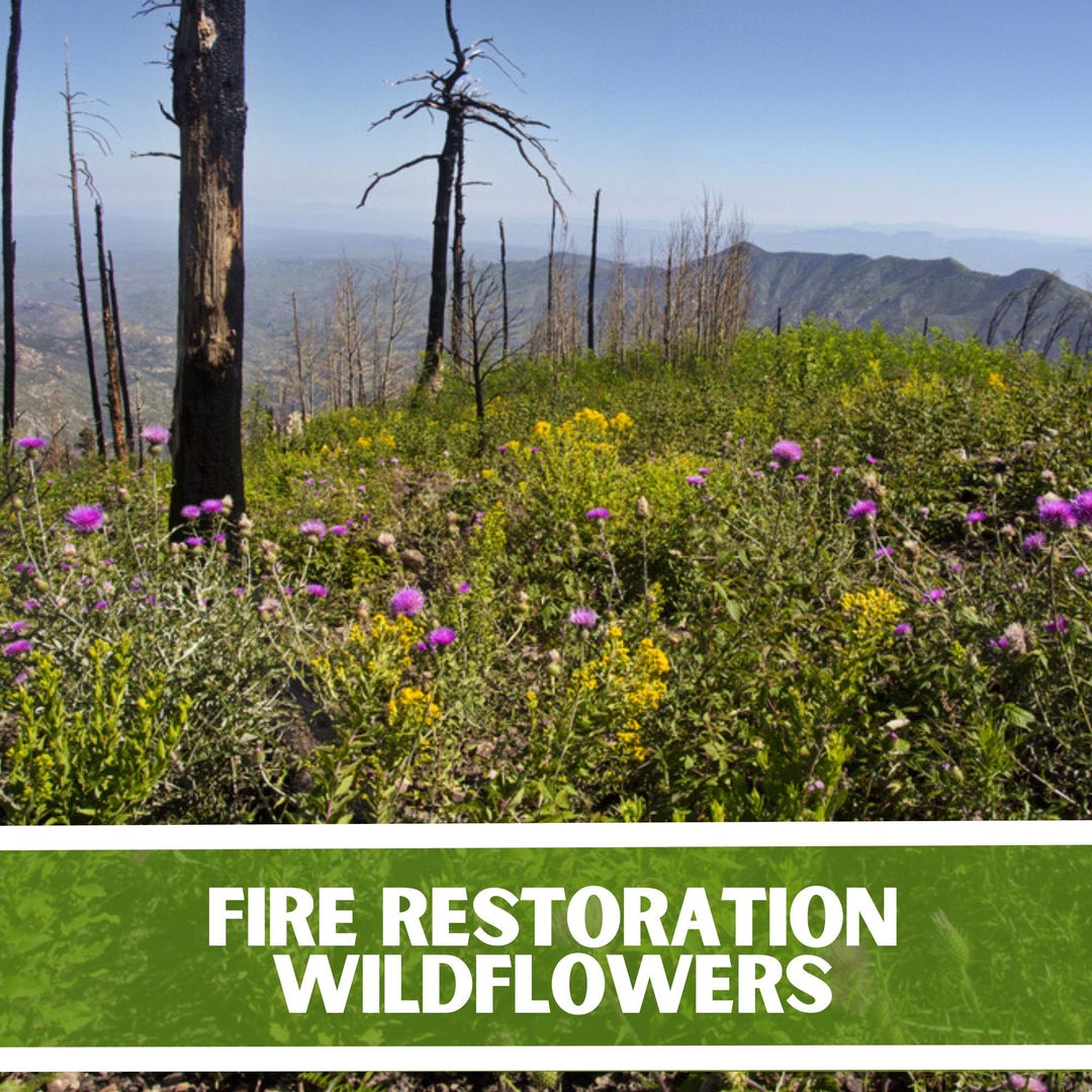 Fire Restoration Wildflower Mix, Over 200 Seeds, Wildflower Seeds, Non ...