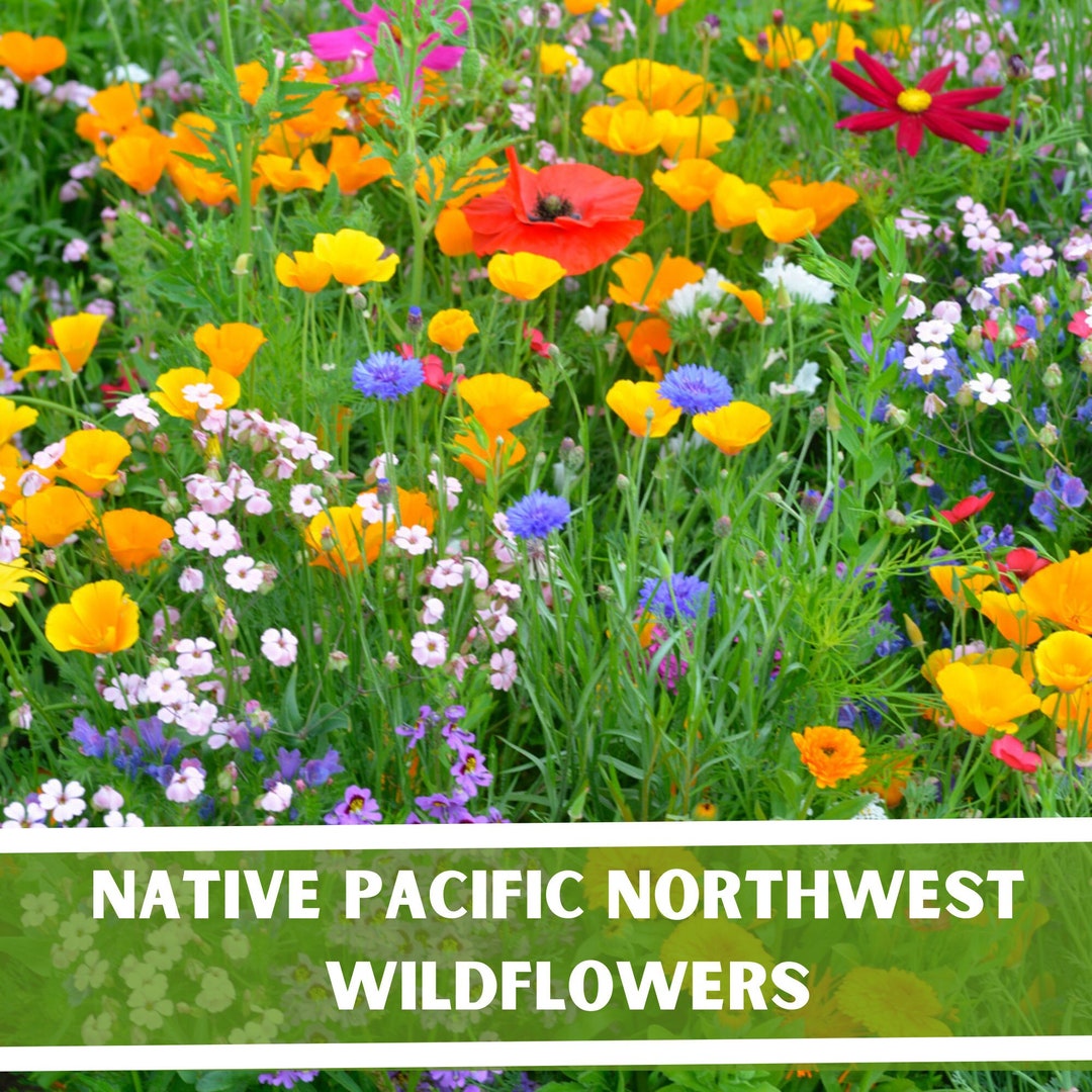 PNW Wildflower Seeds: Native Bee-friendly Pollinator Mix (250+ Seeds ...