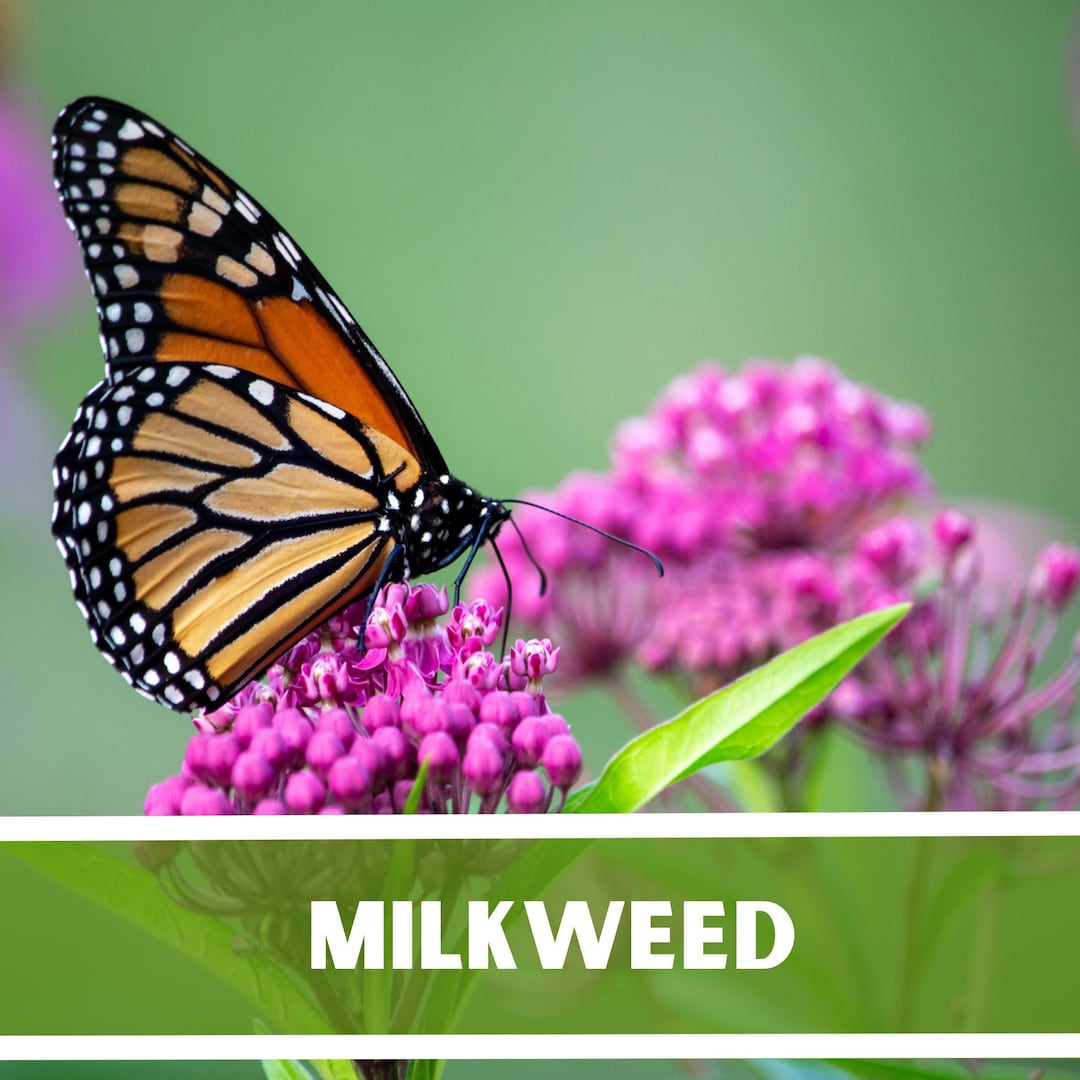 Common Milkweed Seeds: Native Oregon Heirloom, Monarch Butterfly Plant ...
