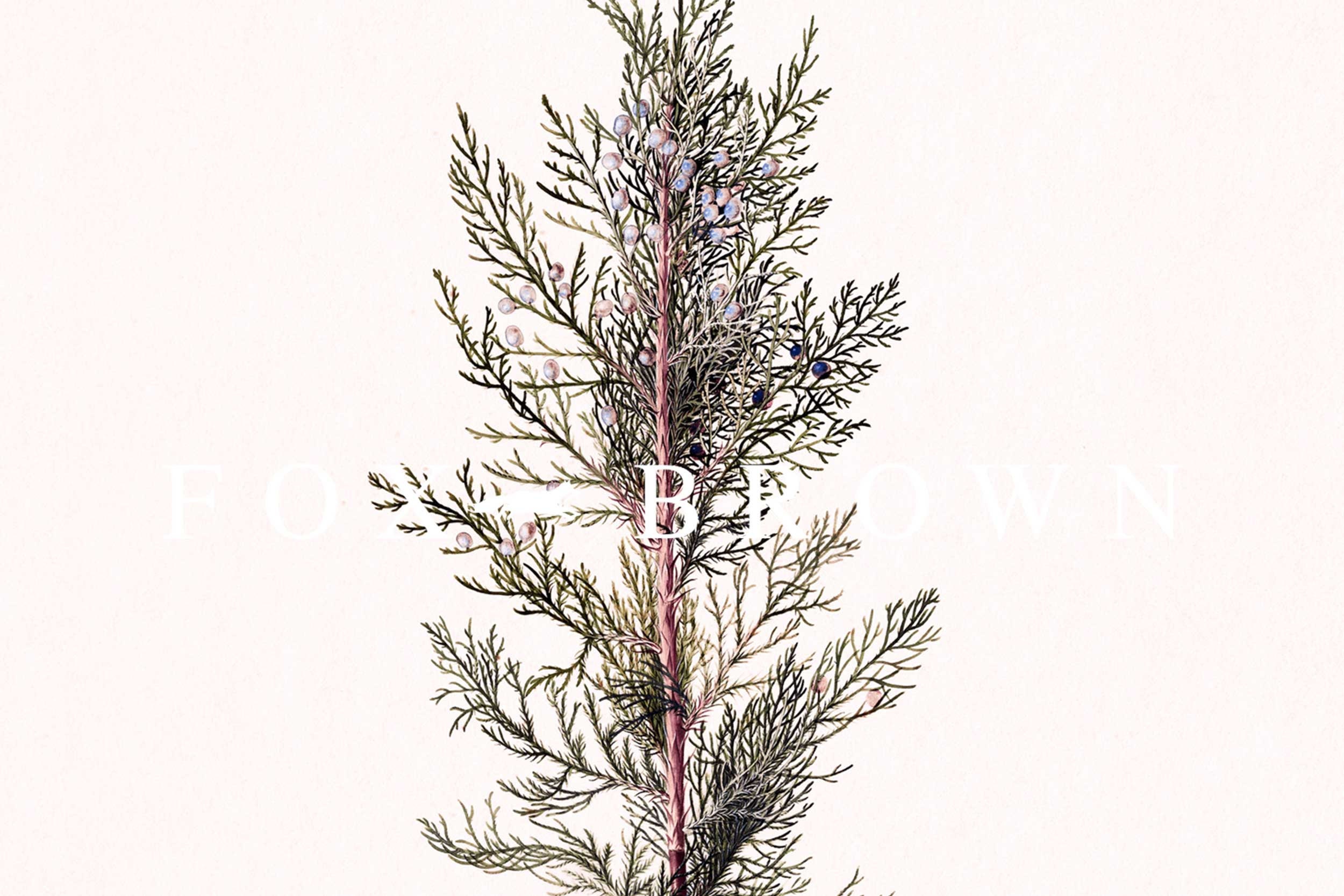 Vintage Botanical Print of Juniper Antique Berry Winter Wall - Etsy