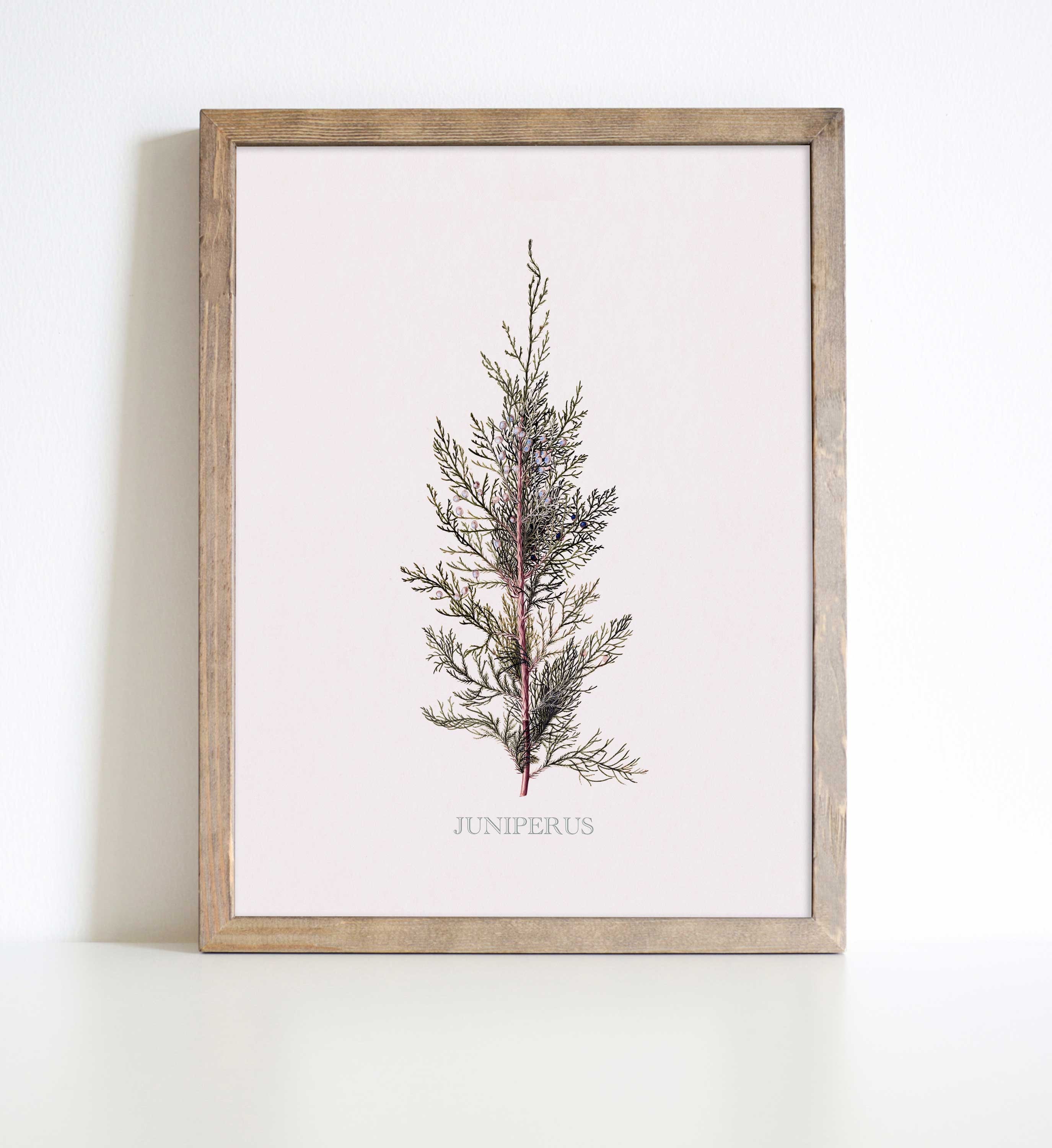 Vintage Botanical Print of Juniper Antique Berry Winter Wall - Etsy
