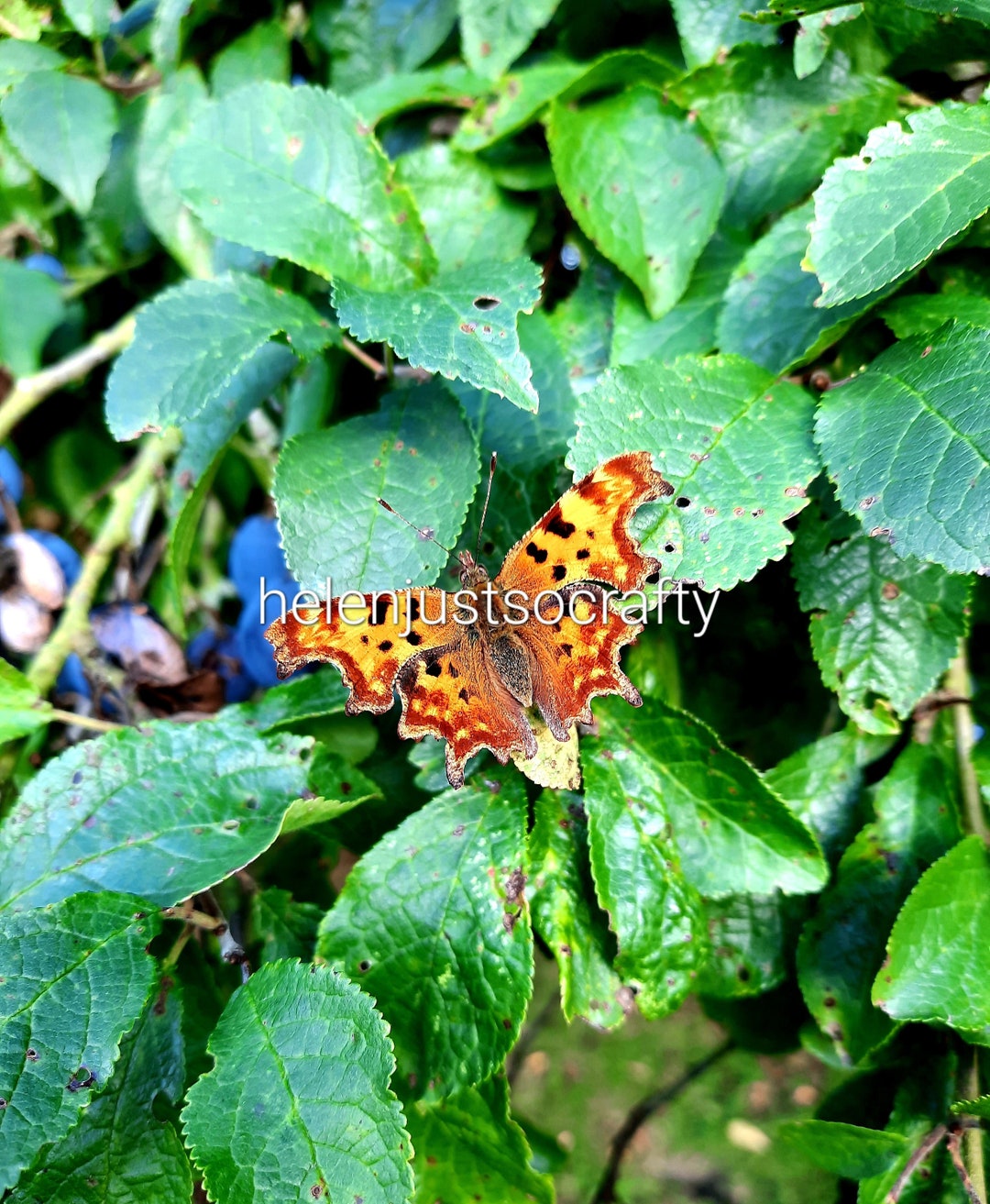 Comma Butterfly - Butterflies - Wall Art - Nature Photography - Garden ...