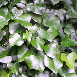 English Ivy Wood Spiral Wand Tenacity, Transformation Pagan, Wicca ...