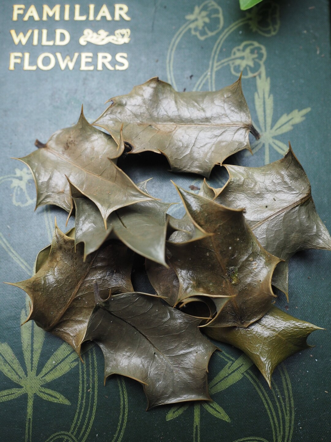 Box of 10 Dried English Holly Leaves for the Spell Work or Charms: for ...