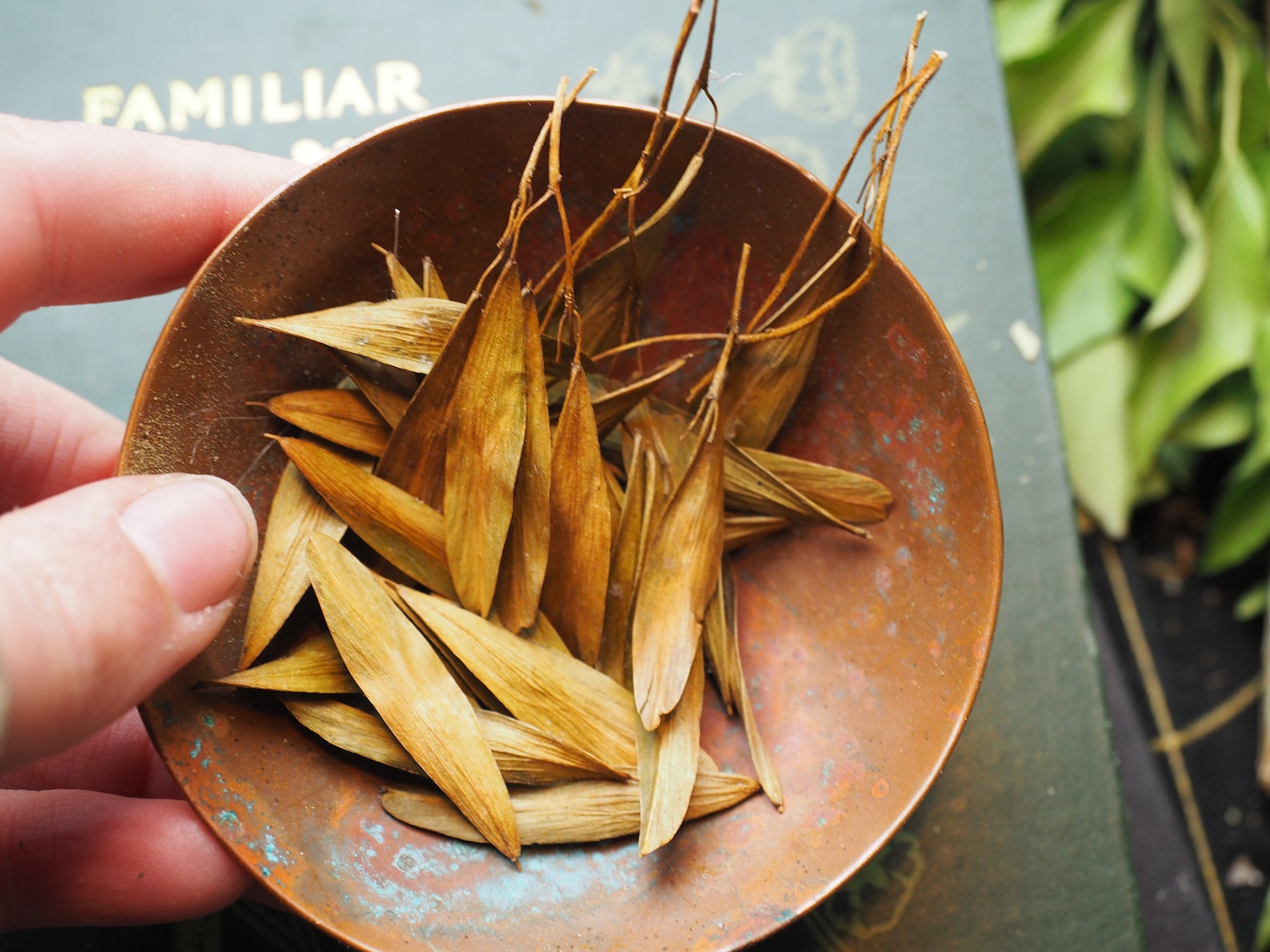 English Ash Keys for Astral Work Use in Magical Spells - Etsy