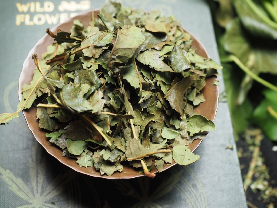Cornish Oak Leaves for Spellwork, Charms or Incense Pagan, Wicca ...