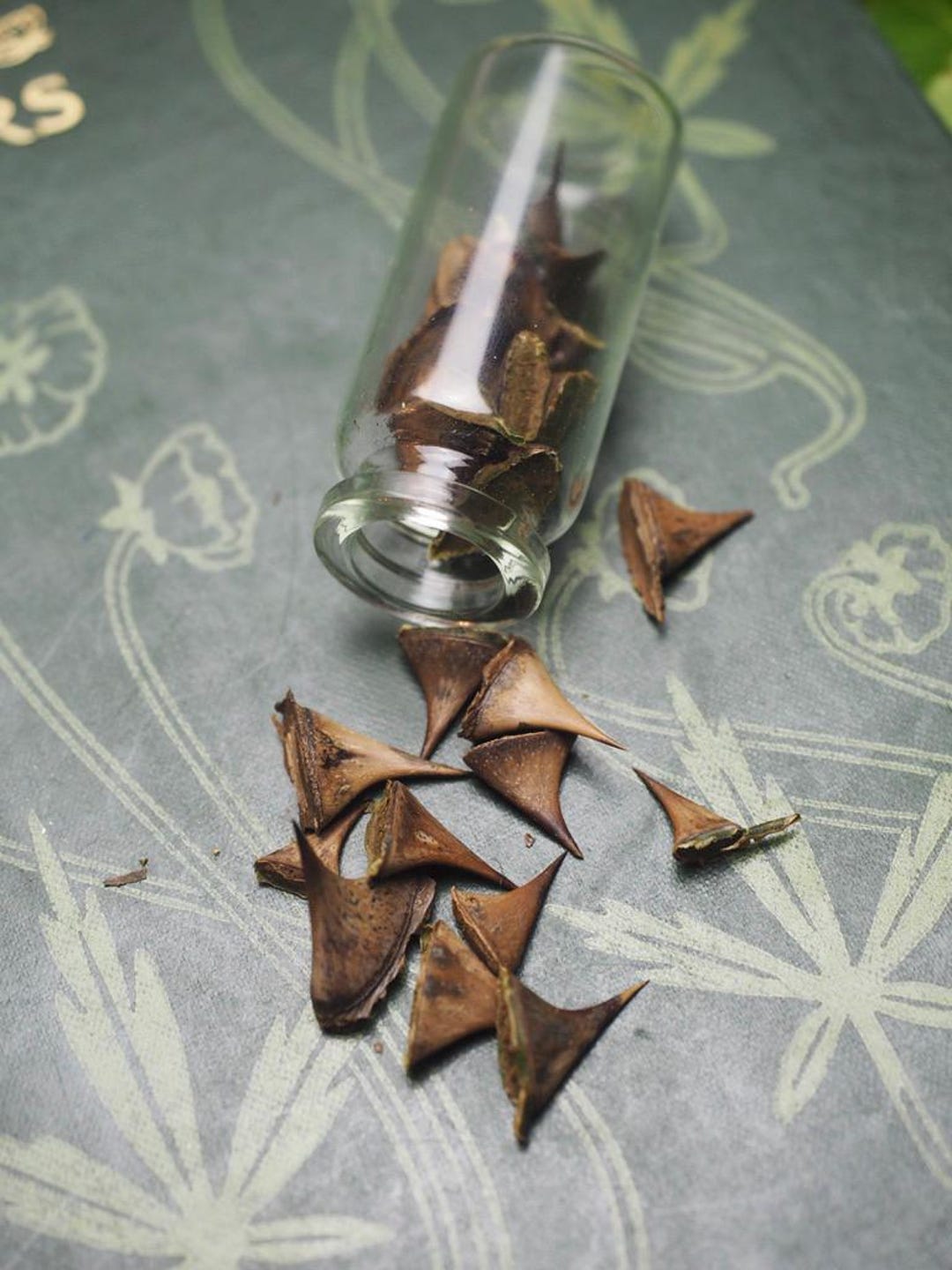Wild English Rose Thorns in a Bottle - for Protection and Magical Work ...