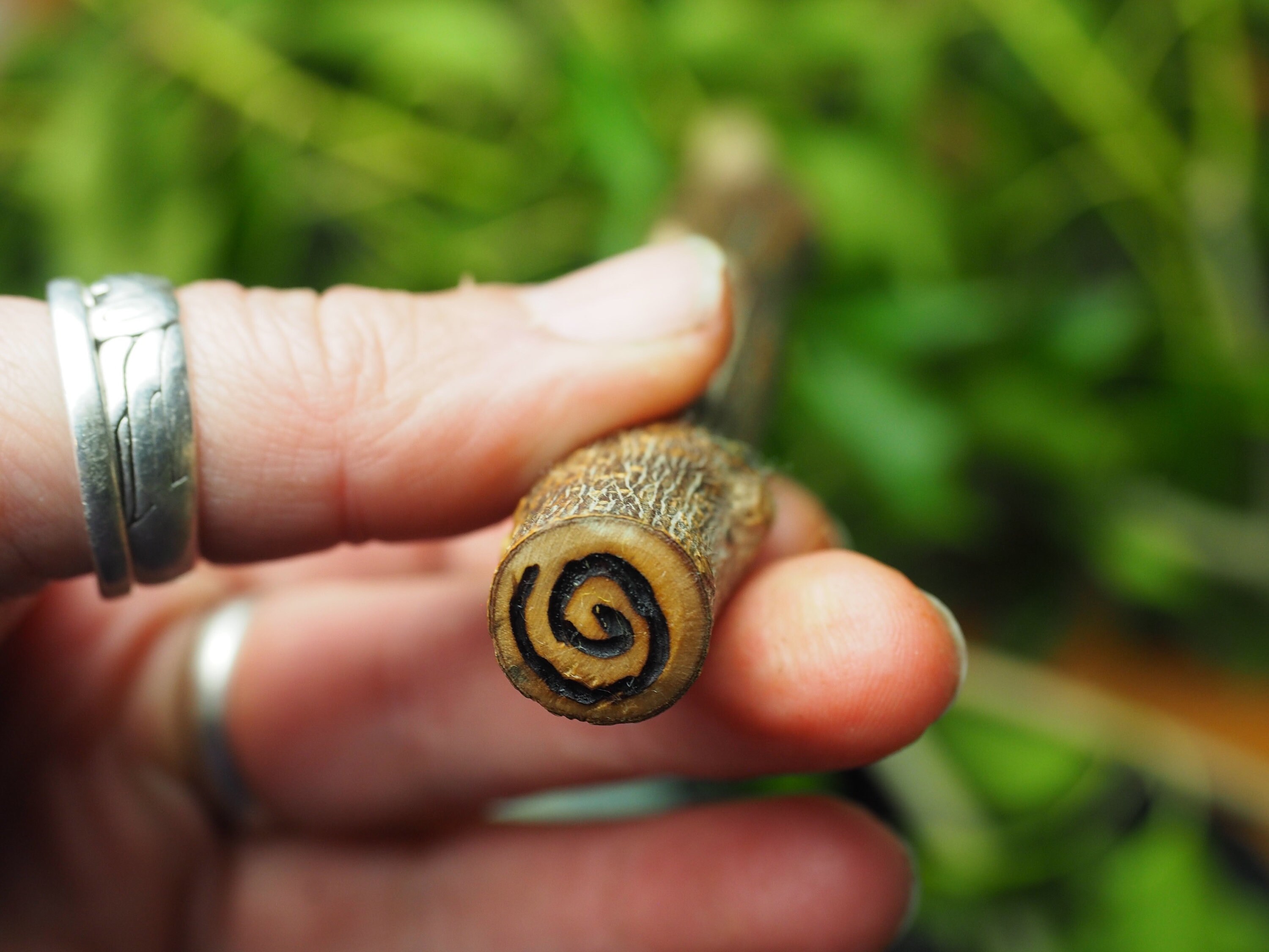 Greek Olive Wood Wand for Athene Pagan Wicca Witchcraft - Etsy