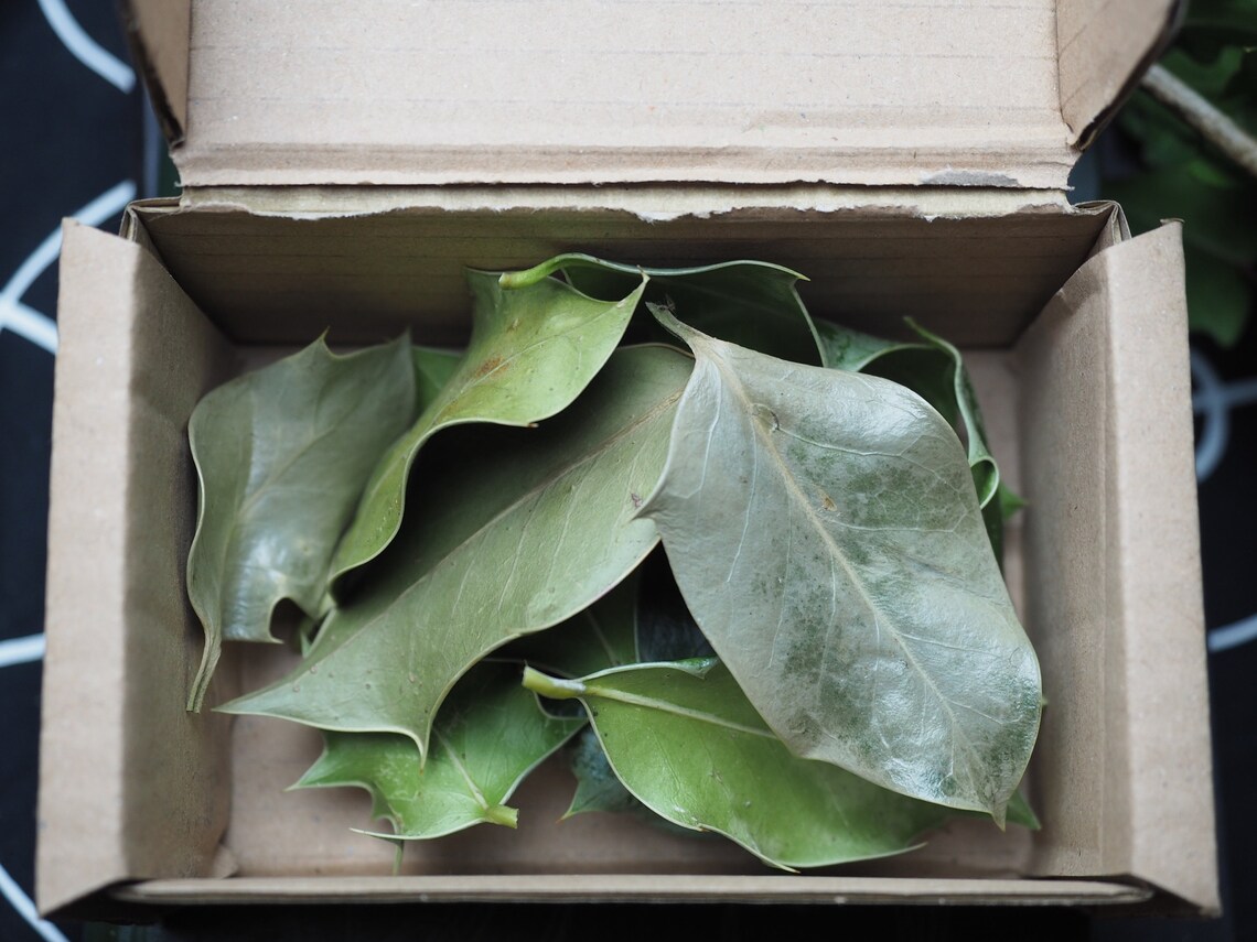 Box of 10 Dried English Holly Leaves for the Spell Work or Charms: for ...