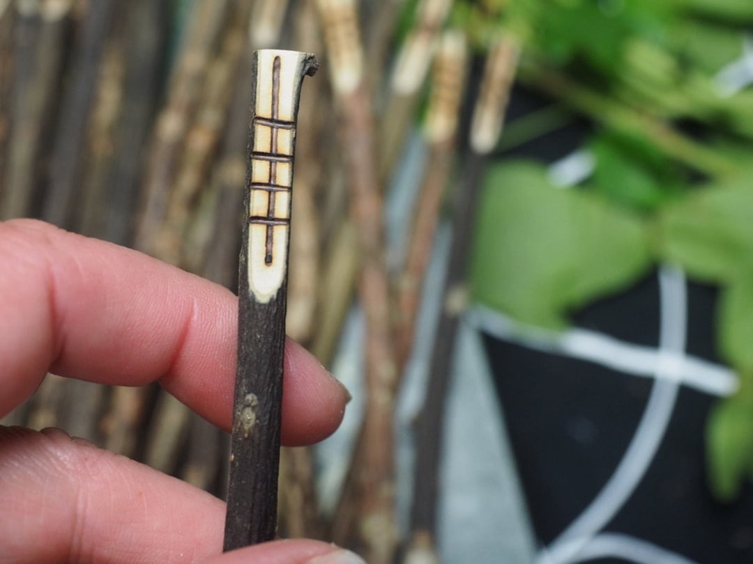 25 Long Cornish Holly Wood Celtic Tree Ogham Staves With Bag Including ...