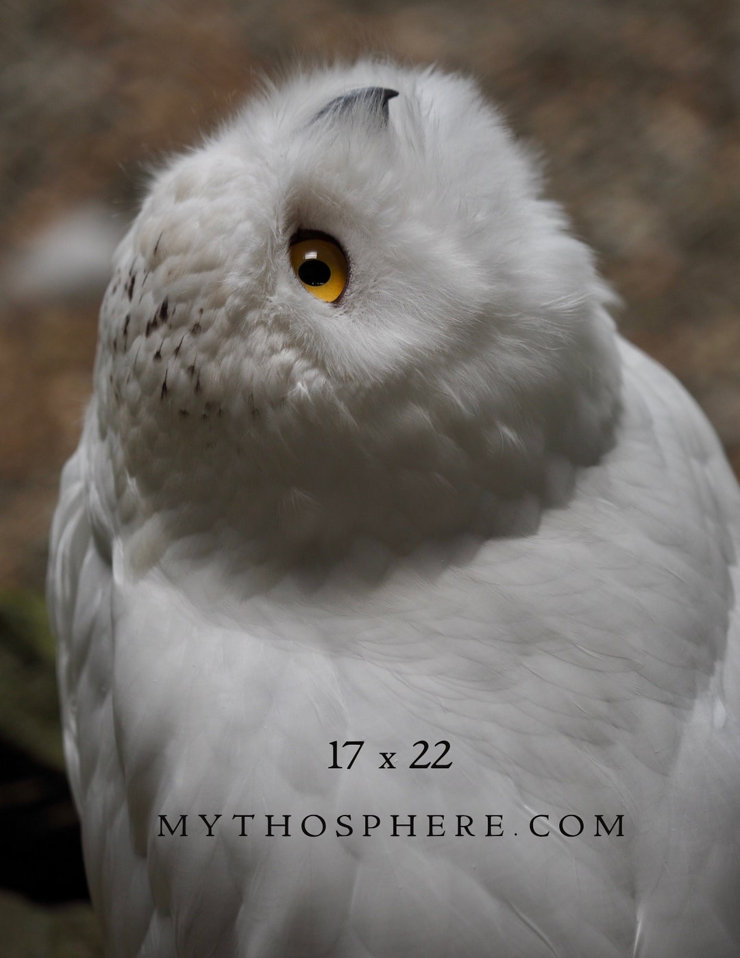 Snowy Owl Photo Prints From the Mythosphere Wisdom, Athena, Pagan ...