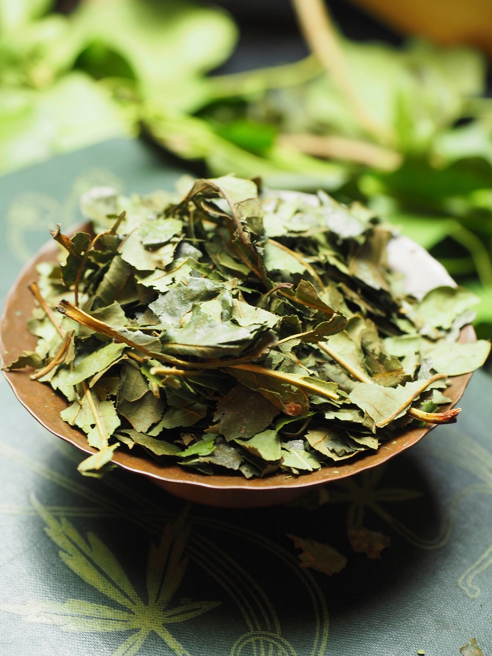 Cornish Oak Leaves for Spellwork Charms or Incense Pagan - Etsy