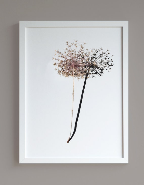 Autumn Print Dried Allium Flower Print A3 Minimalist Nature | Etsy