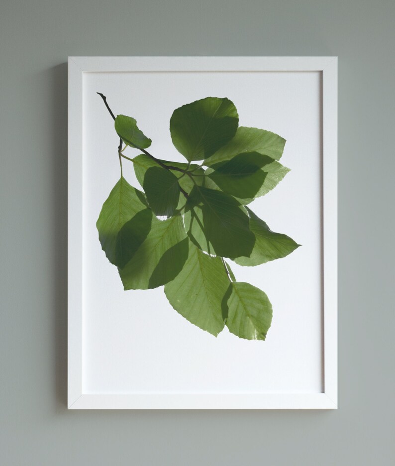 Beech Leaves A4 Print, Nature Botanical Print, Minimalist Photographic ...