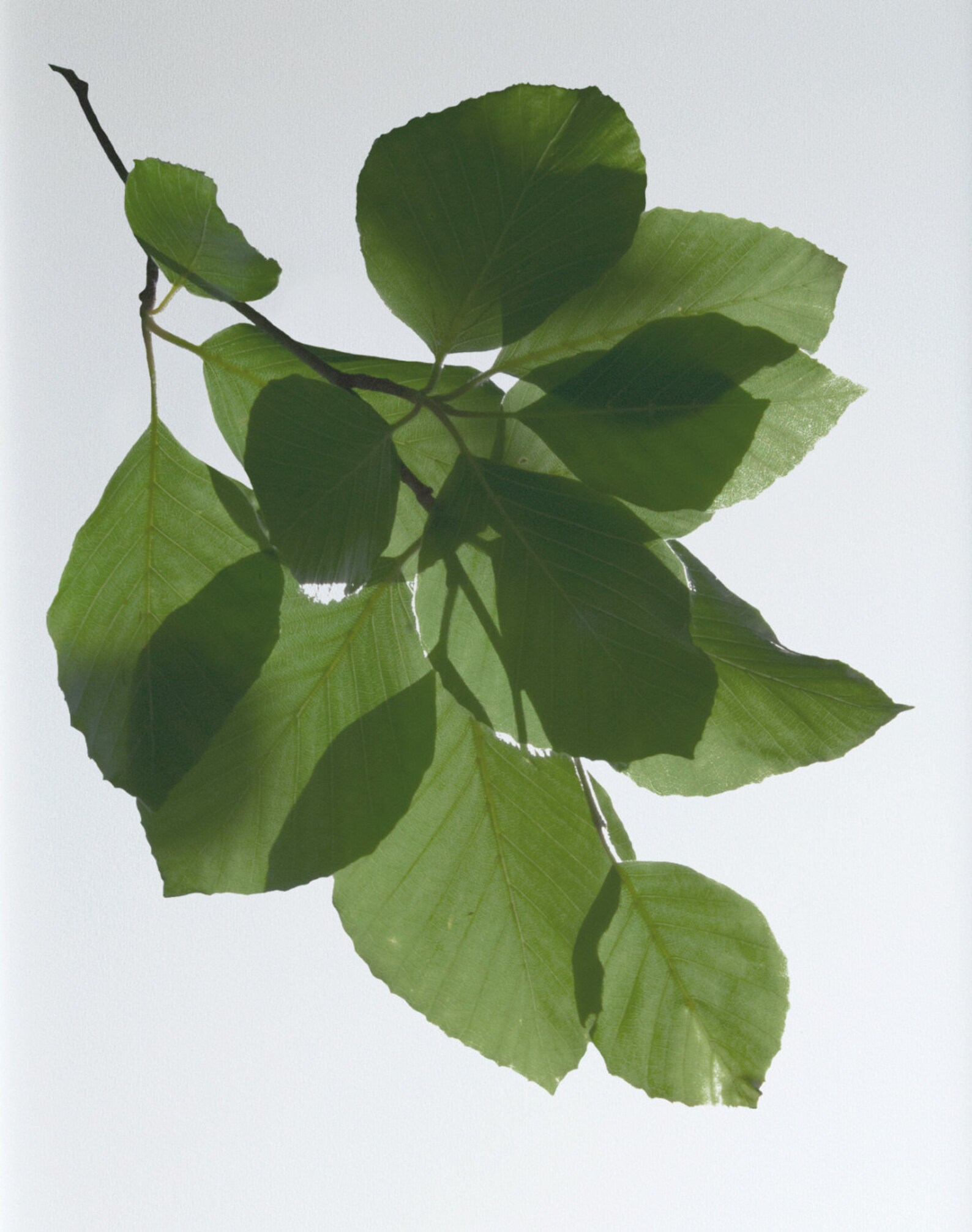 Beech Leaves A4 Print, Nature Botanical Print, Minimalist Photographic ...