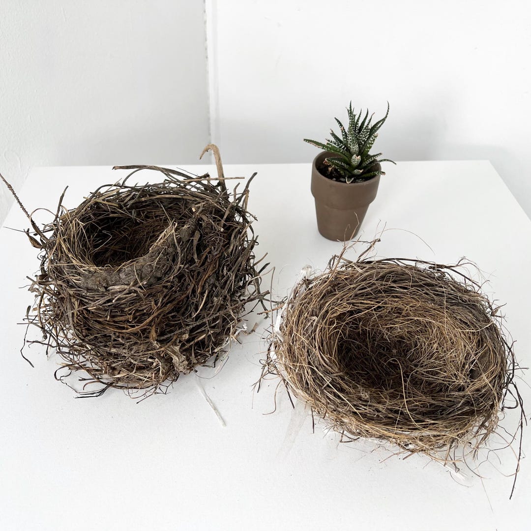 2 Natural Bird Nests-real Wild Bird Nest-authentic Abandoned Robin ...