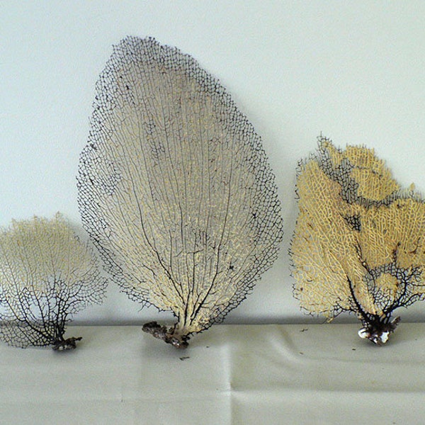 Sea Fan - Etsy