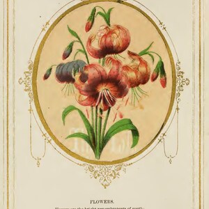The Language of Flowers an Alphabet of Floral Emblems 1857 PDF Digital ...