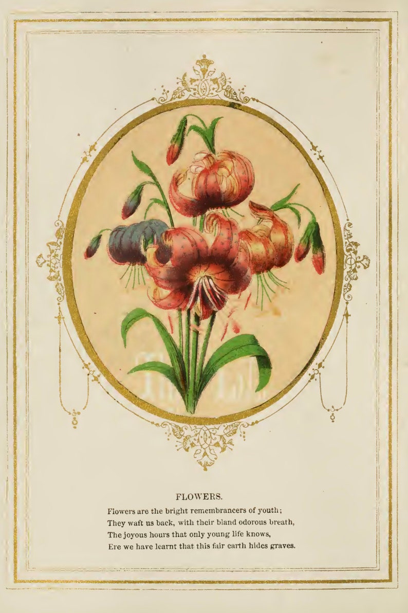 The Language of Flowers an Alphabet of Floral Emblems 1857 PDF Digital ...