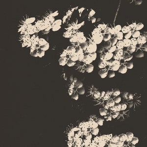 Minimal Botanical Monotone Photography in Neutral Colors. Part of a ...