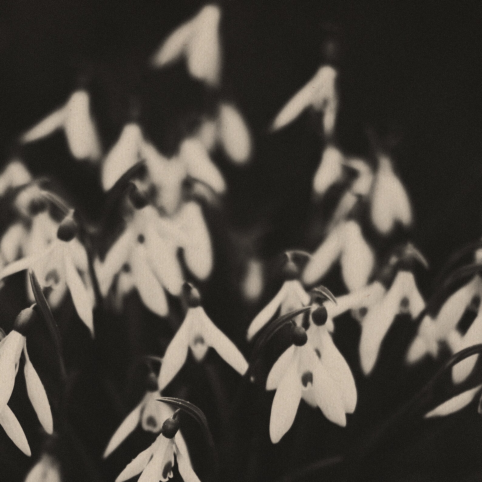 Minimal Monotone Botanical Photography in Neutral Colors. Part - Etsy