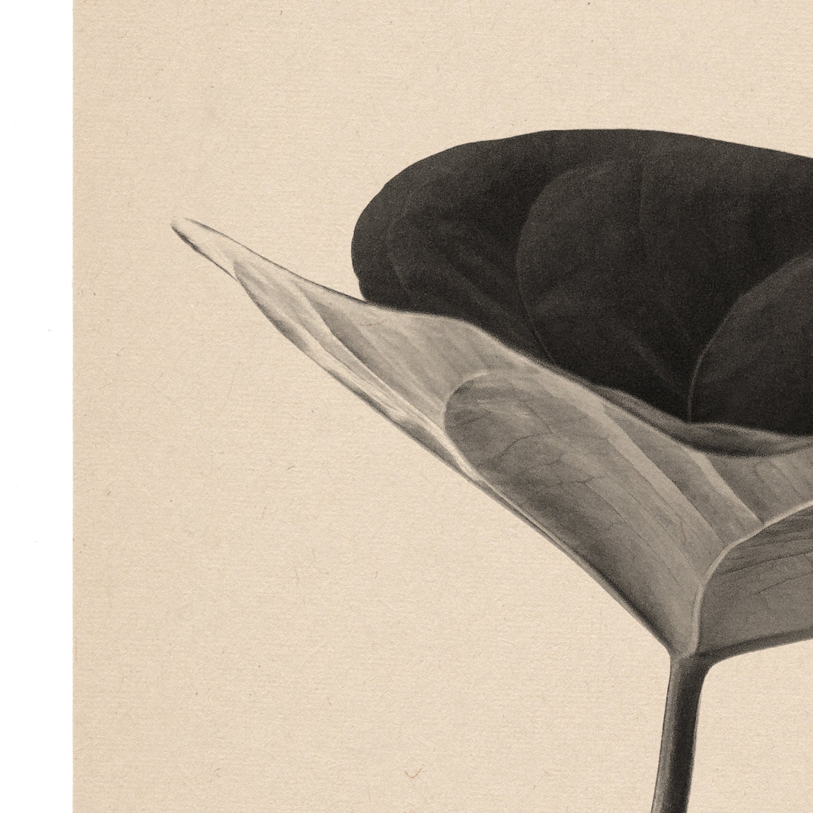 Minimal Botanical Monotone Photography in Neutral Colors. Part of a ...