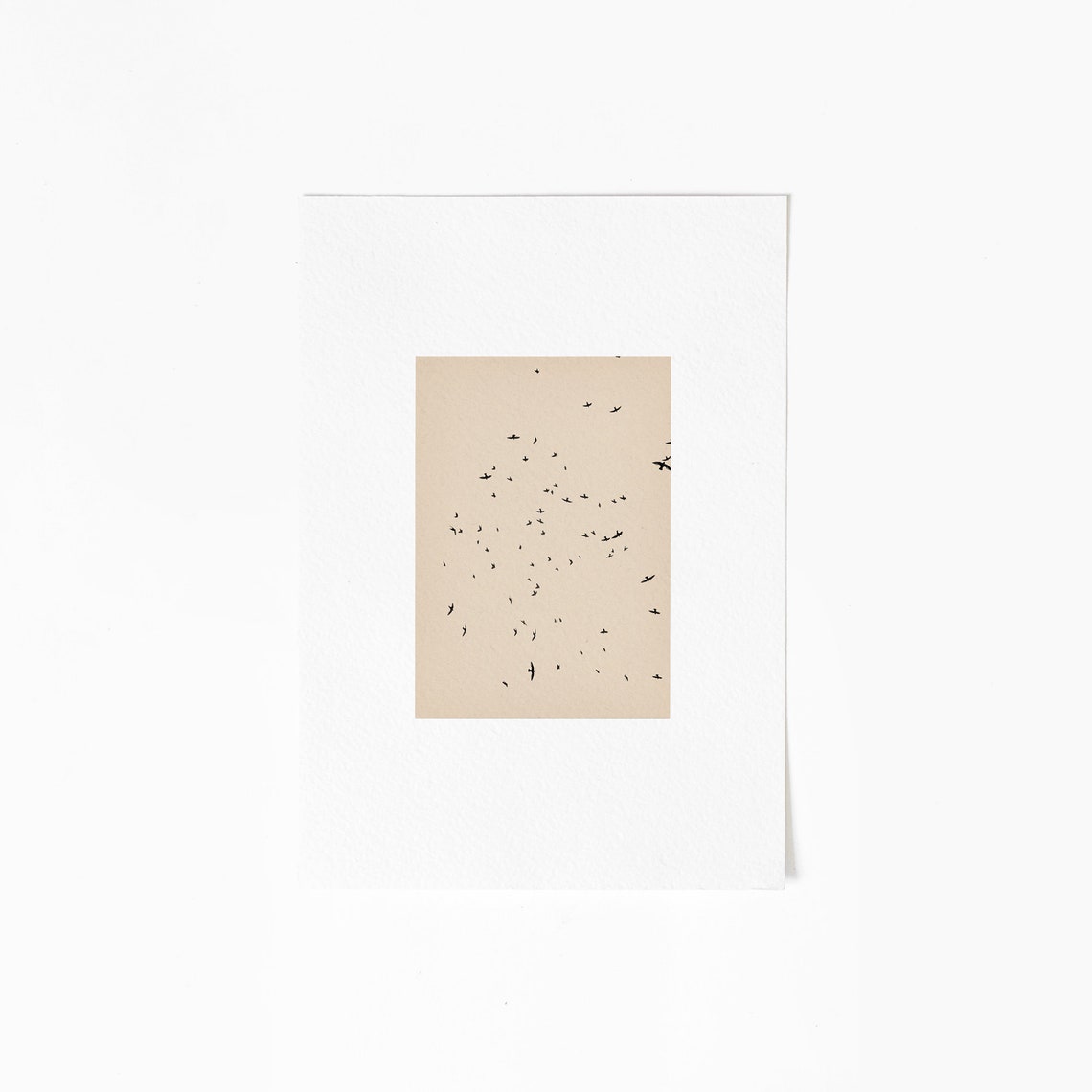 Flying Birds, Minimal Photography in a Monotone Neutral Color. Part of ...