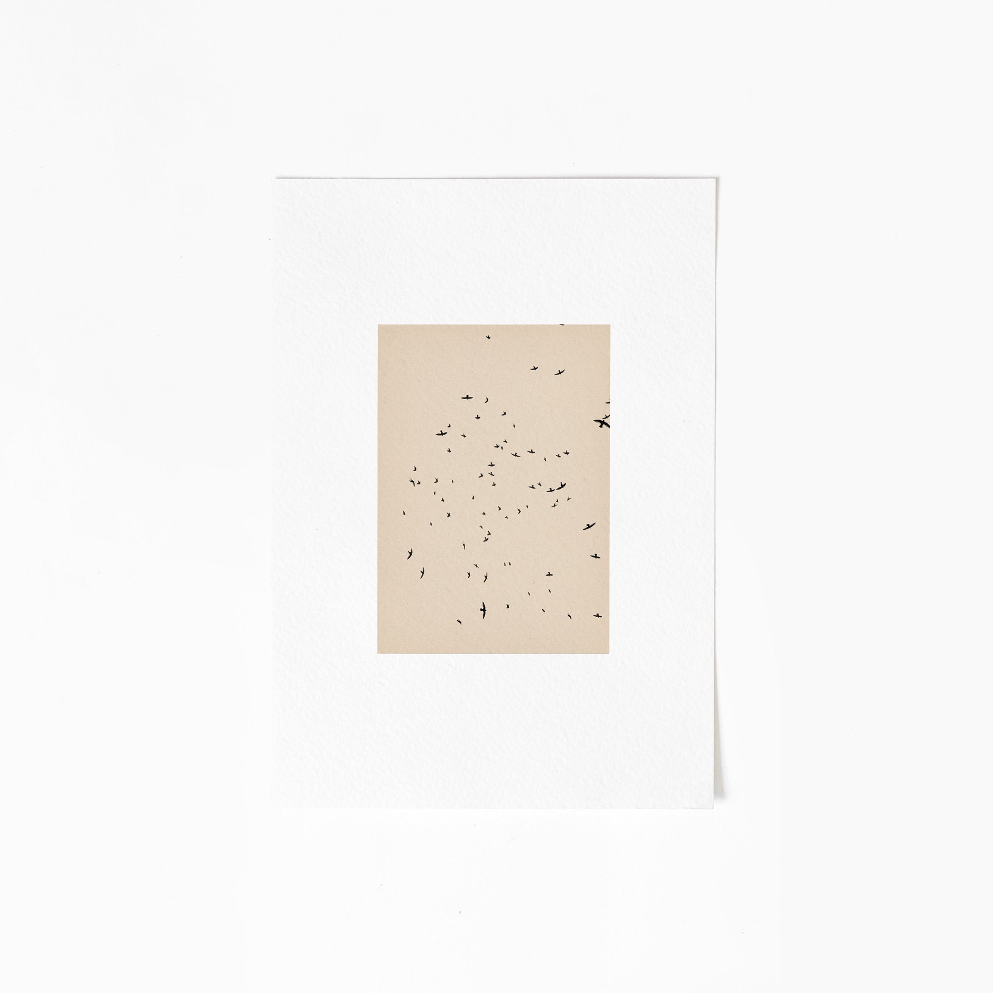 Flying Birds, Minimal Photography in a Monotone Neutral Color. Part of ...