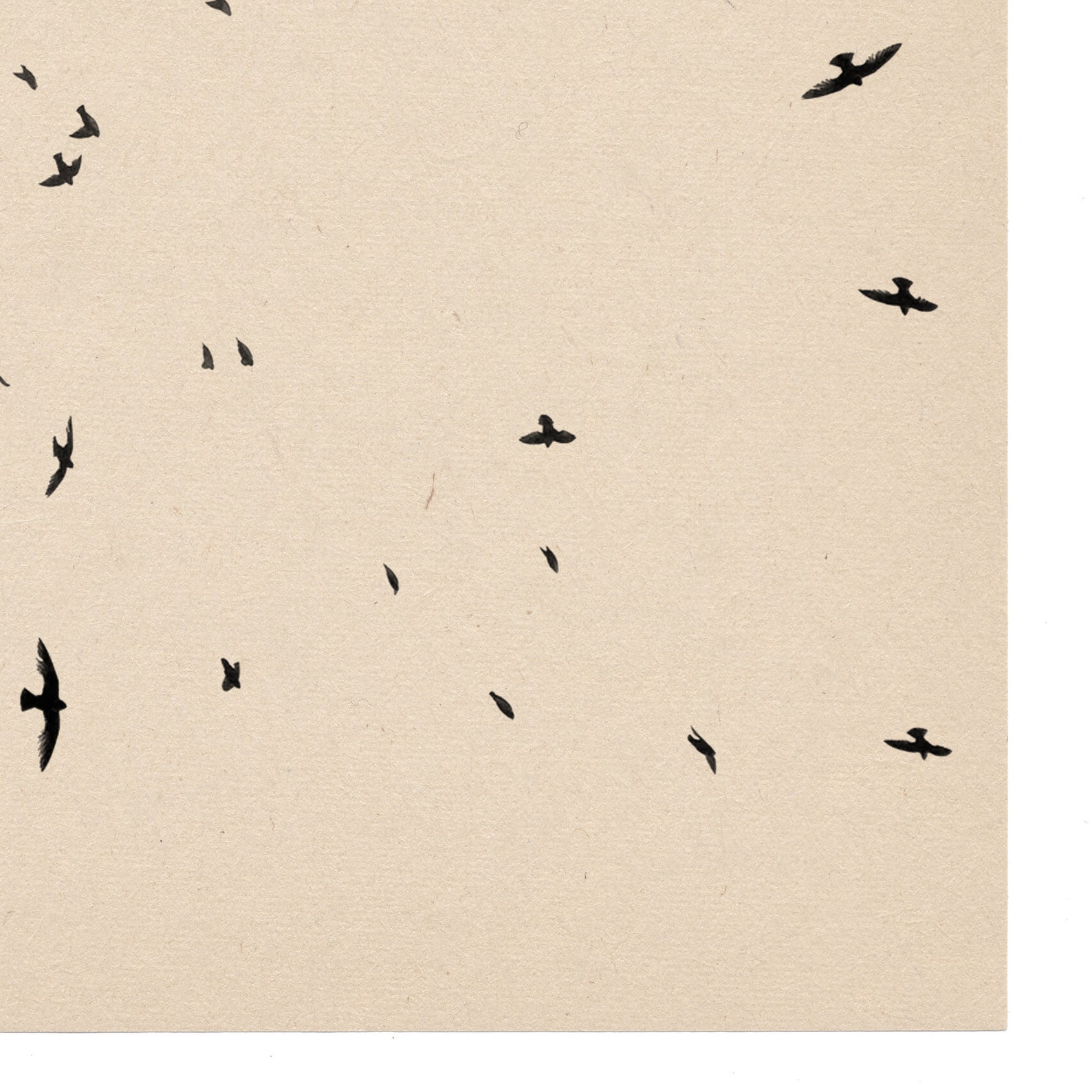 Flying Birds, Minimal Photography in a Monotone Neutral Color. Part of ...