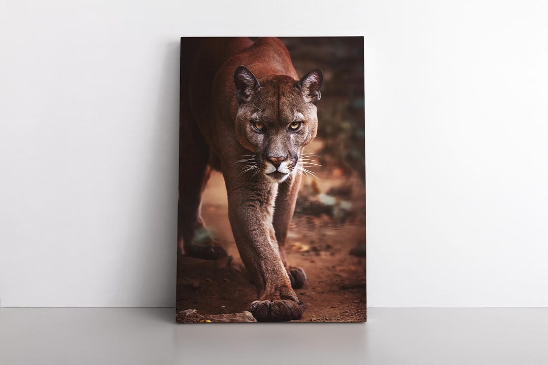 Cougar American Puma Photography | Animal Nature Beast Fur | Motivation ...