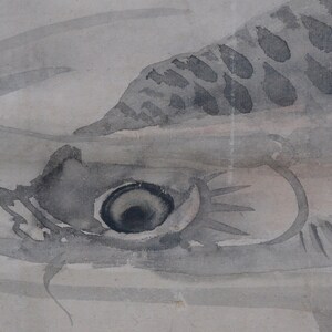 Antique Japan Koi Carp Ink Panting Scroll 1700 sumi-e Kakejiku ...
