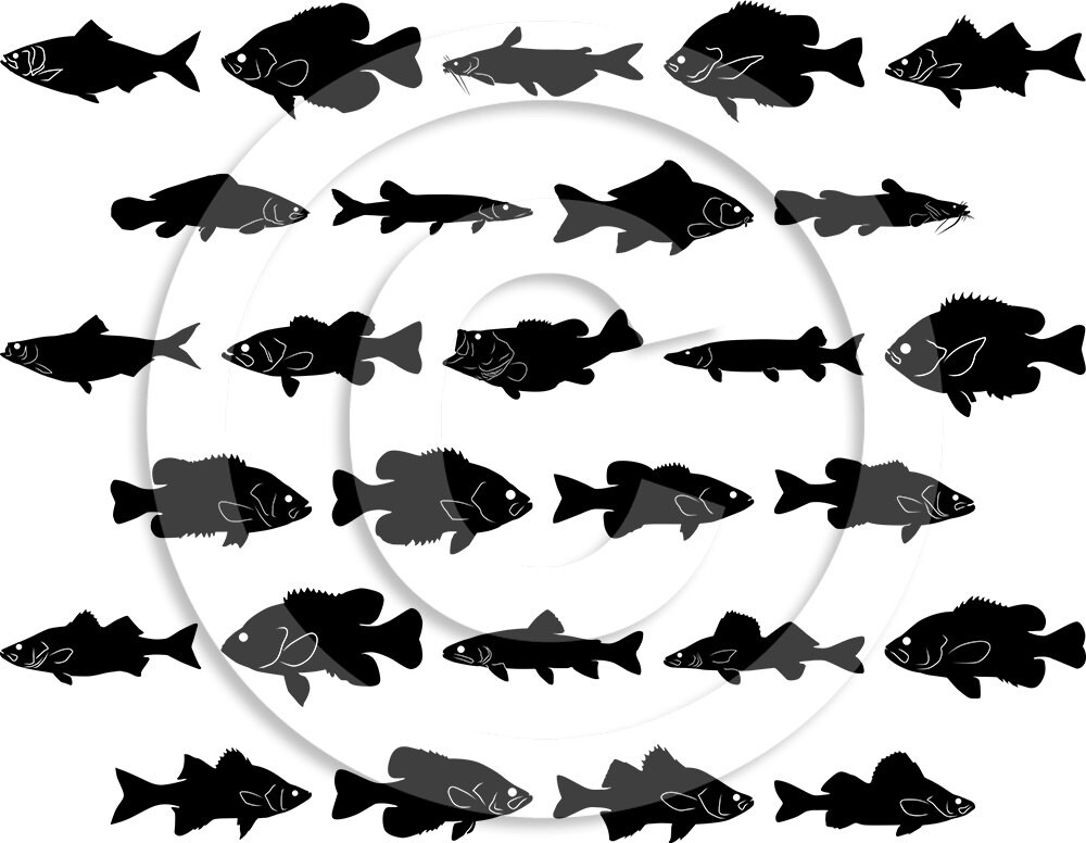 27 Freshwater Fish Clip Art Images Collection 5 Formats | Etsy