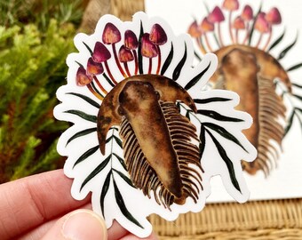 Trilobite Collection - Etsy