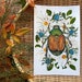 June Bug Beetle Art Print, Insect Taxidermy - Etsy