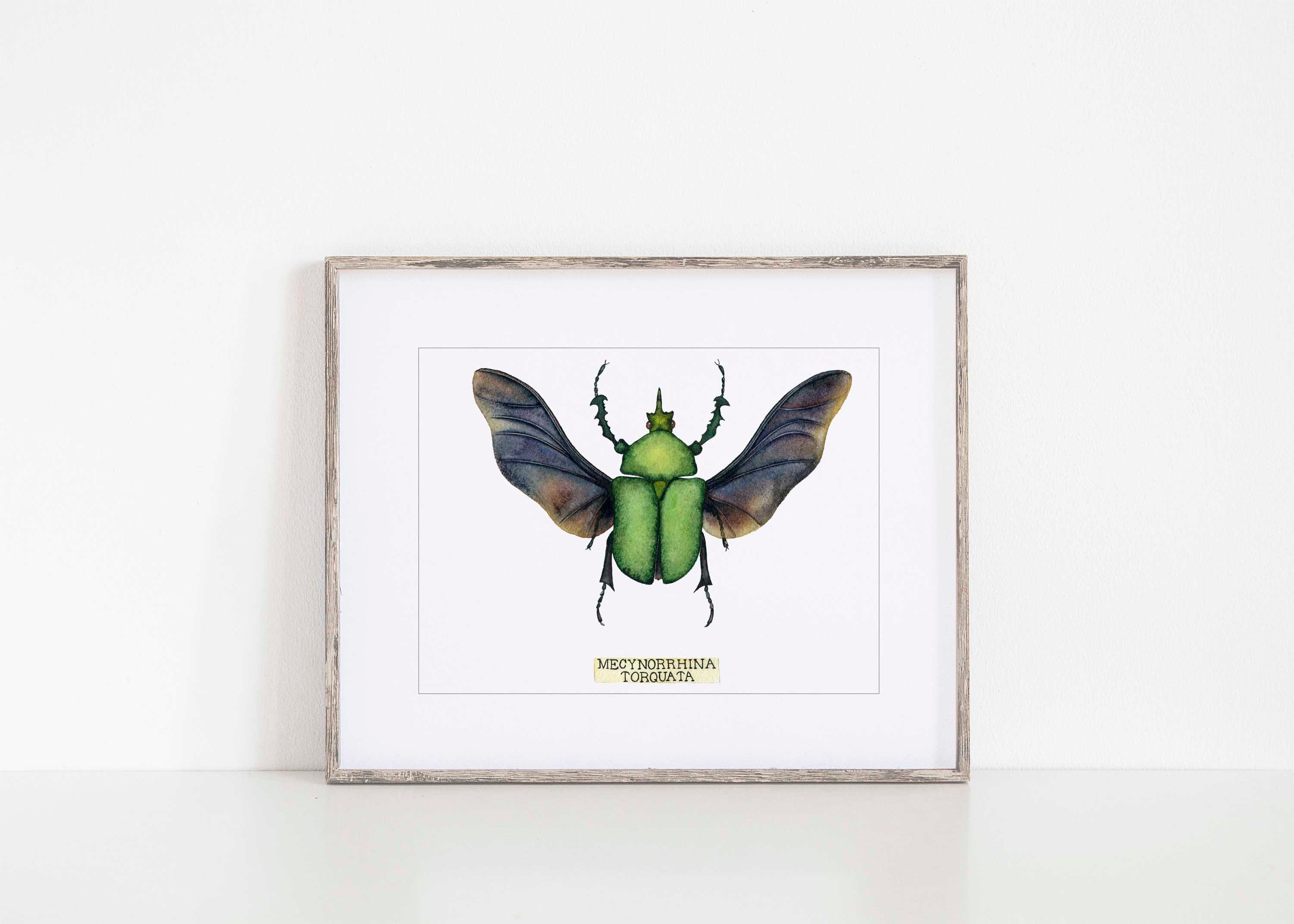 Insect Art Print Insect Taxidermy Entomology Beetle Boho | Etsy