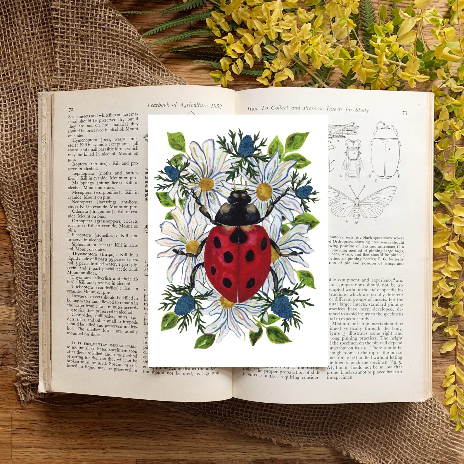 Ladybug Prints for Decor Gifts Items Kitchen - Etsy