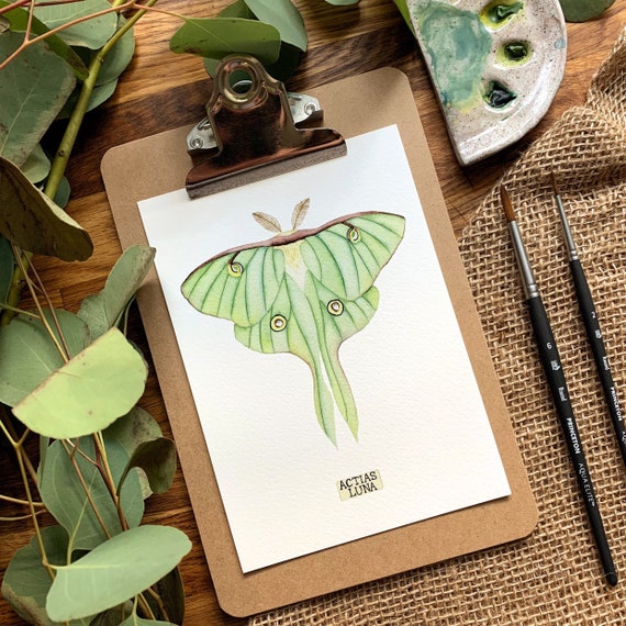 Home & Living Lunar Moth Painting Luna Moth Print of Insect Taxidermy ...