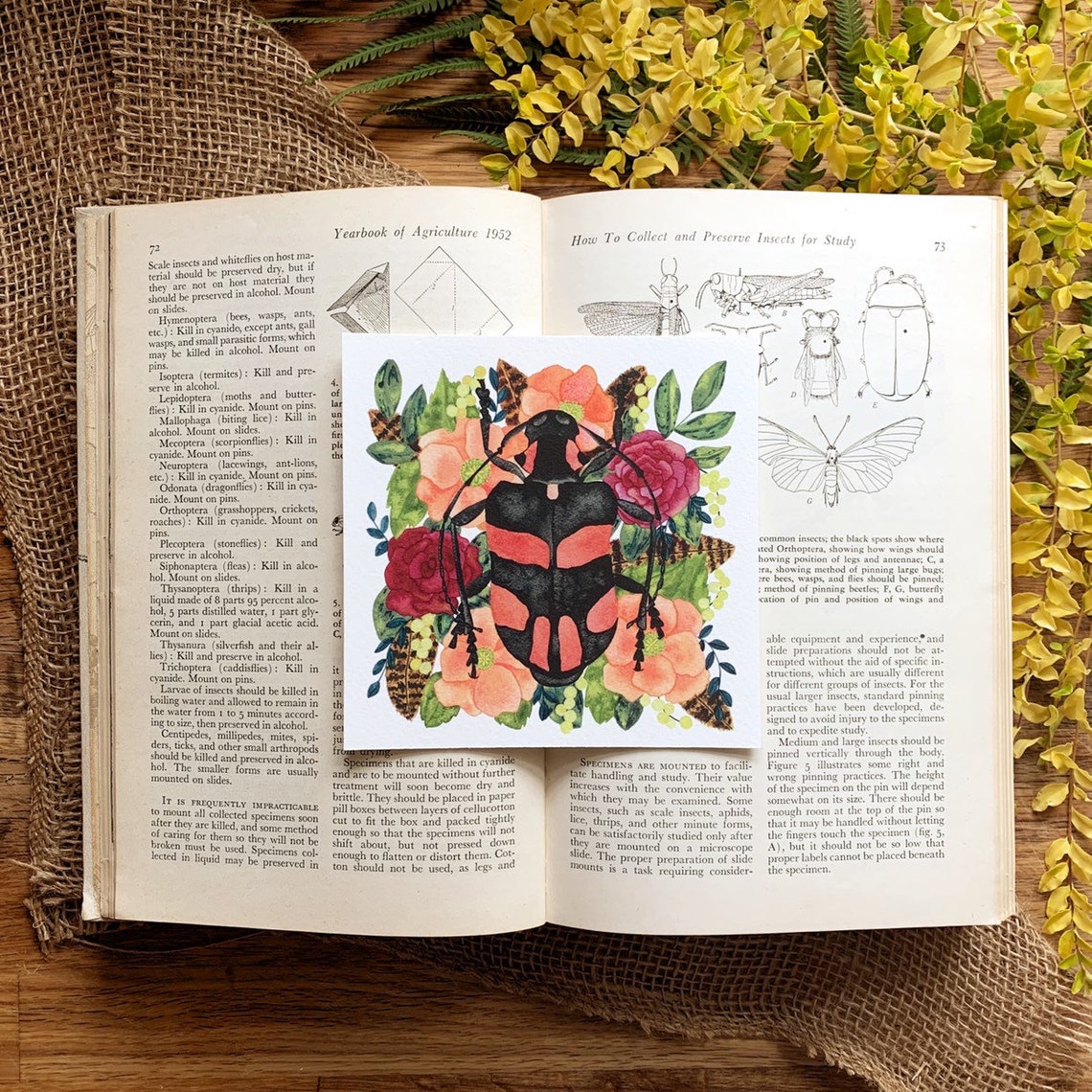 Insect Card Entomology Bug Card Insect Taxidermy | Etsy