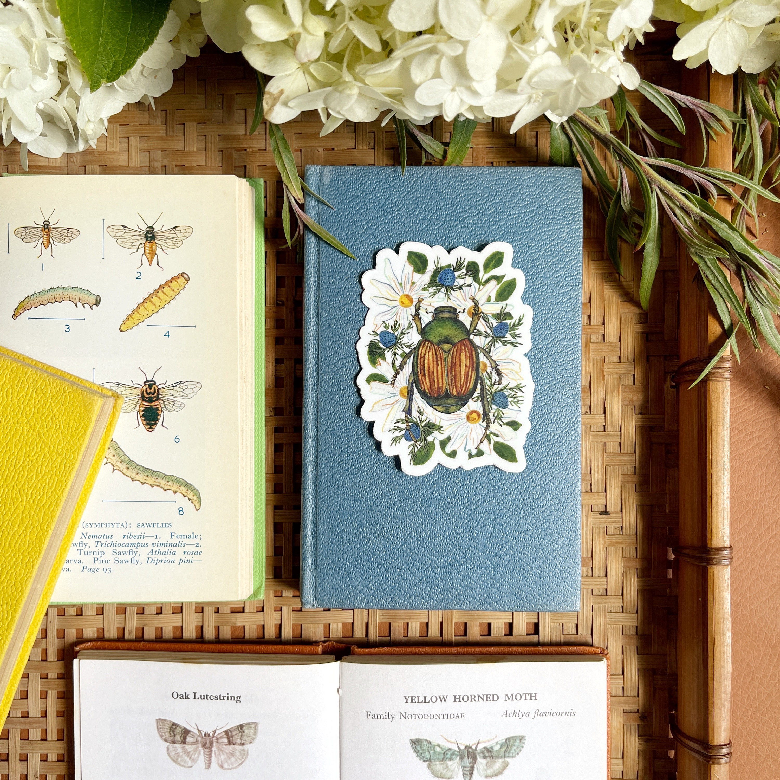 June Bug Beetle Sticker or Insect Sticker | Etsy