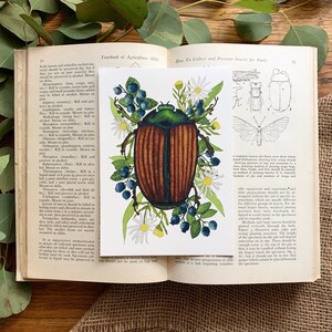 June Bug Insect Print of Original Watercolor Painting, Entomology Art ...