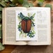 June Bug Insect Print of Original Watercolor Painting, Entomology Art ...