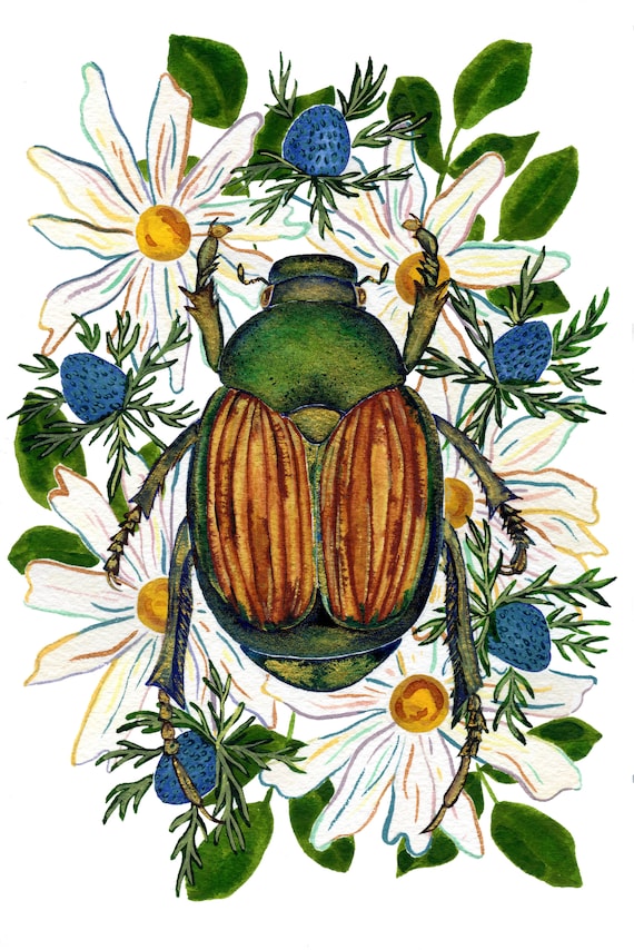 June Bug Drawing