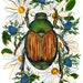 June Bug Beetle Sticker or Insect Sticker - Etsy