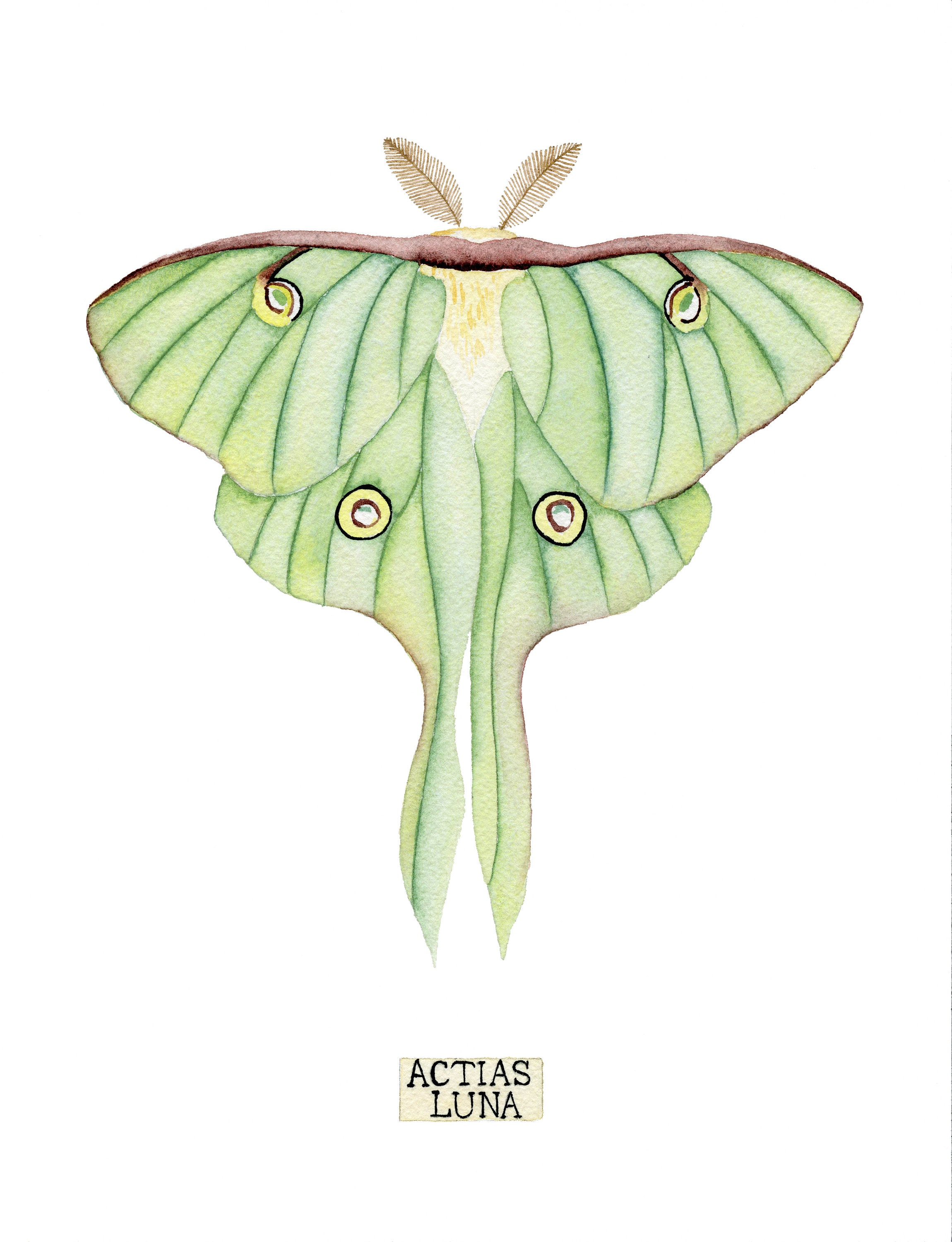 Luna Moth Print of Insect Taxidermy, Lunar Moth Painting - Etsy