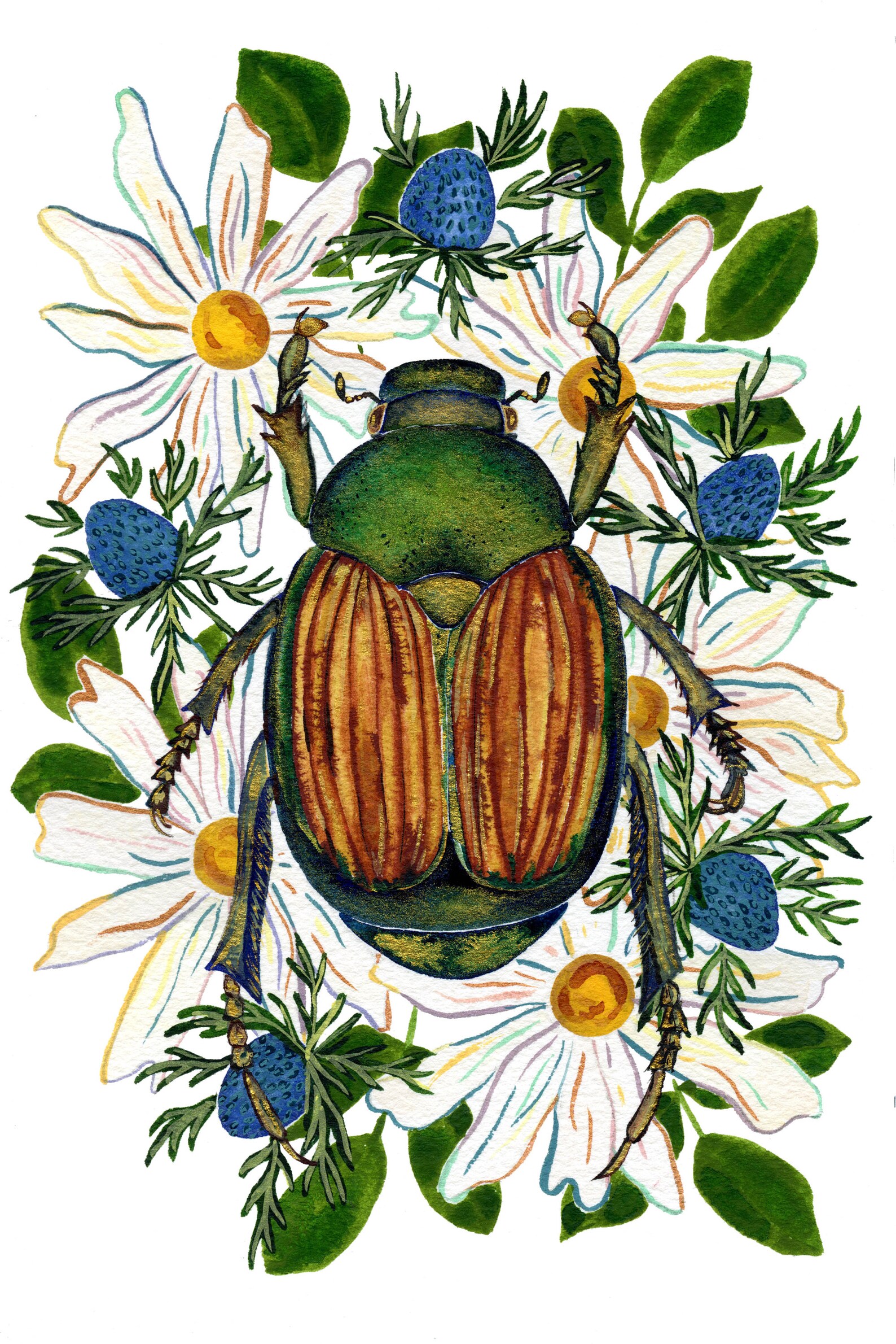 June Bug Beetle Art Print, Insect Taxidermy - Etsy