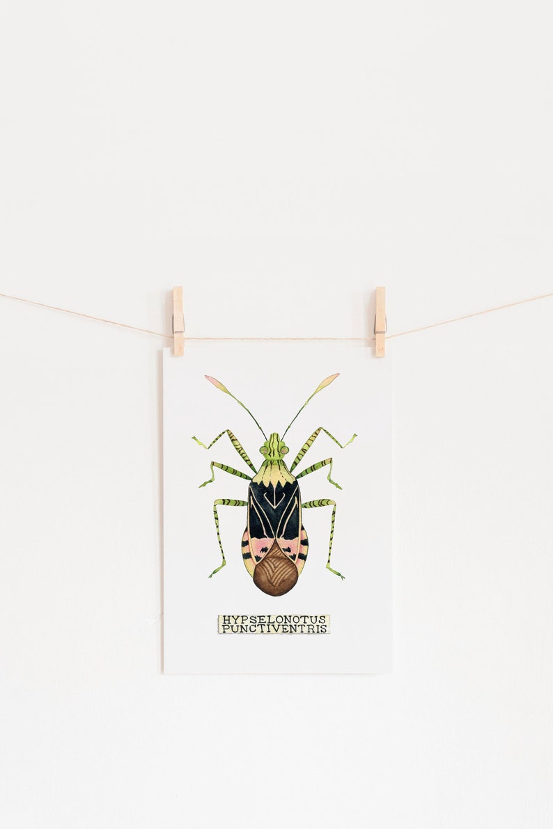 Insect Art Print, Insect Taxidermy, Entomology, Beetle Boho Wall Decor ...