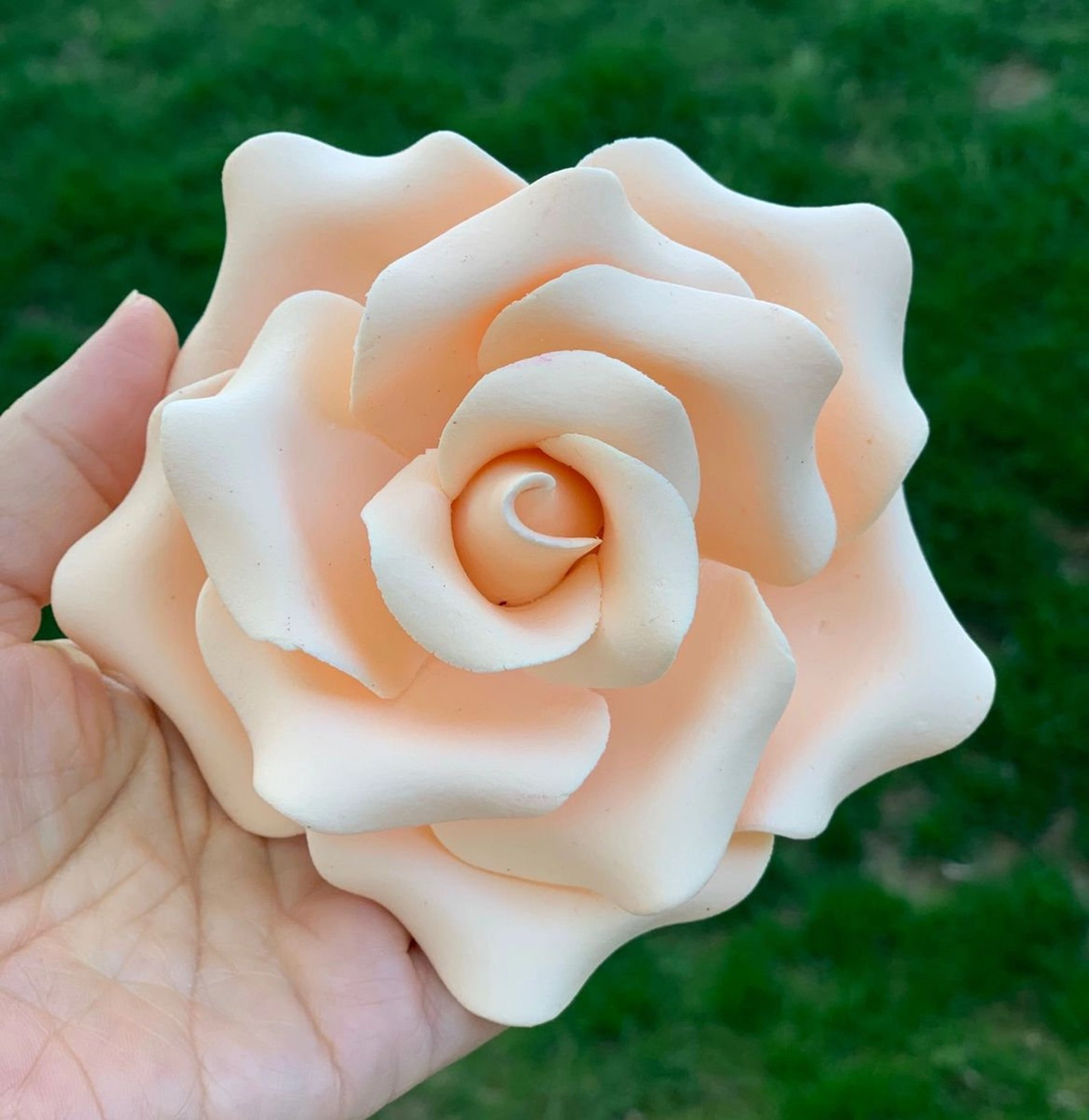 4 1/2 Rosas Grandes Melocotón 4 por Caja | Etsy