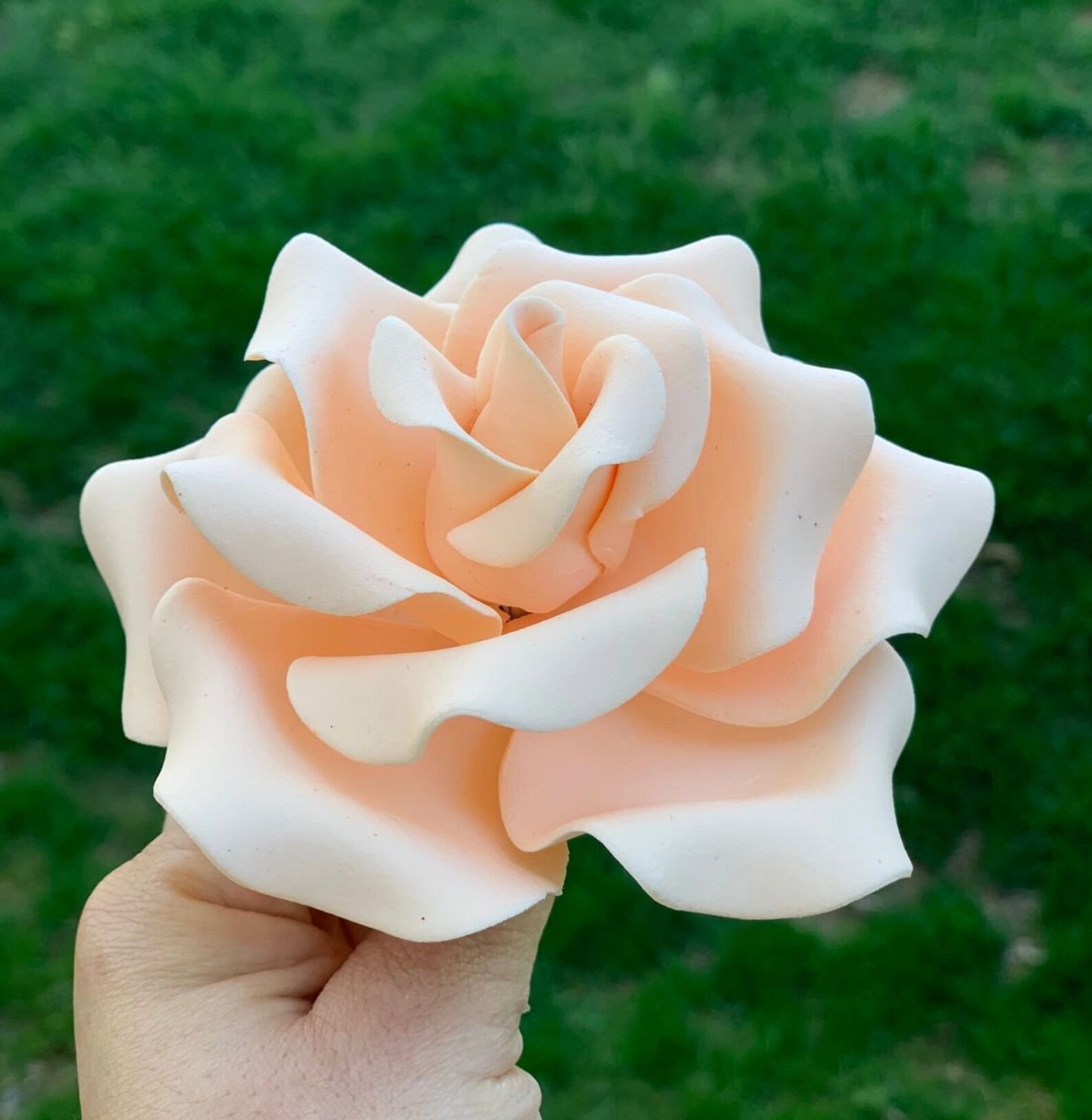 4 1/2 Rosas Grandes Melocotón 4 por Caja | Etsy