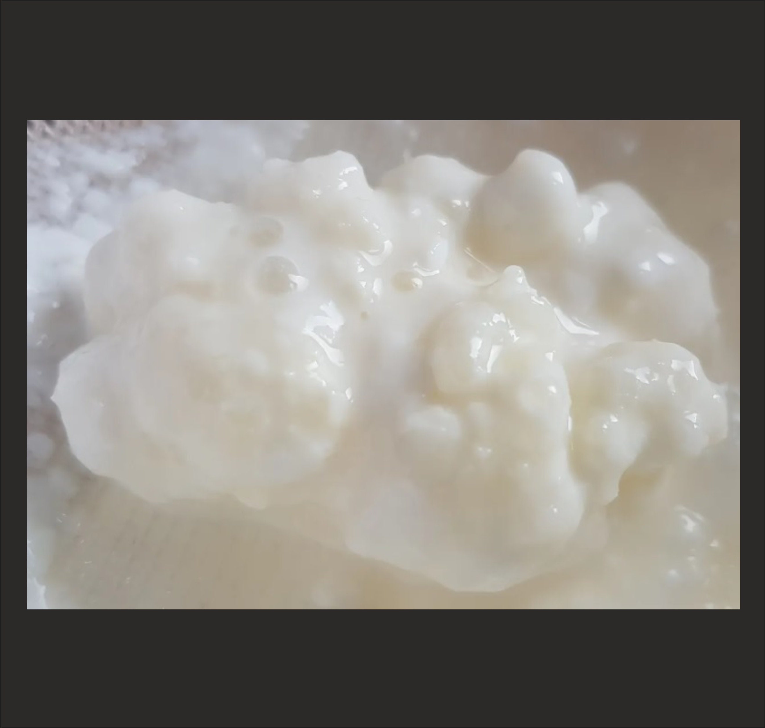 10 Gr Organic Live Milk Kefir Grains Tibetan Probiotic Culture Starter ...